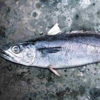 Blue Grenadier | FRDC